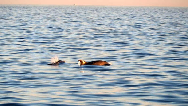 Funtana,Vrsar: Dolphin watching at sunset,drinks included - Key Points