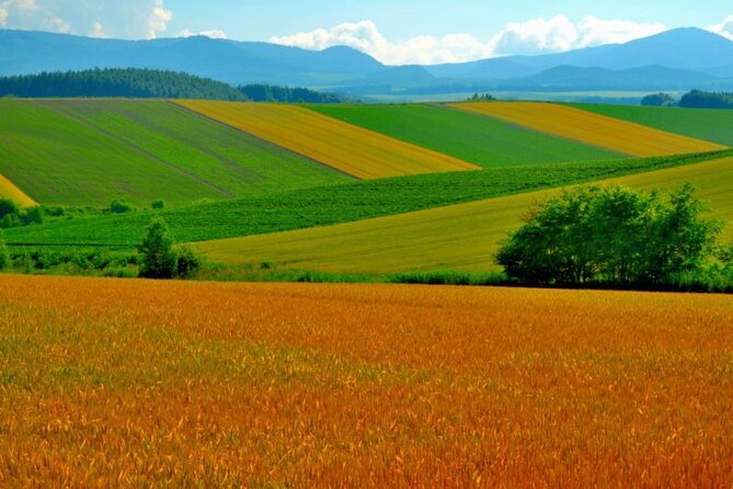 Furano & Biei 6 Hour Tour: English Speaking Driver Only, No Guide - Highlights: Furano Cheese Craft Center and Furano Wine Factory