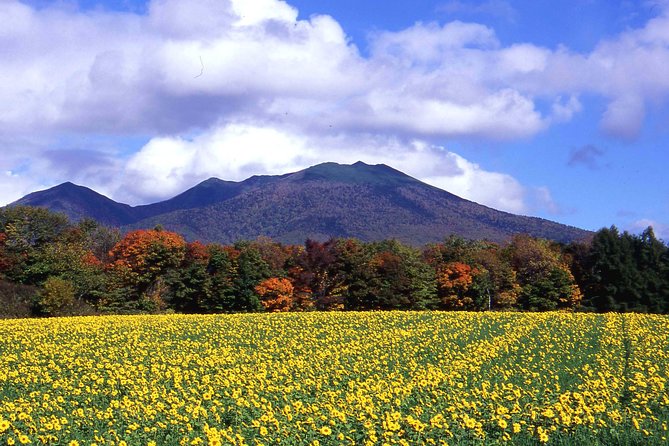 Furano & Biei Customised Private Day Tour (Up to 8 Pax/11 Hours) - Transportation & Comfort: Why It Matters