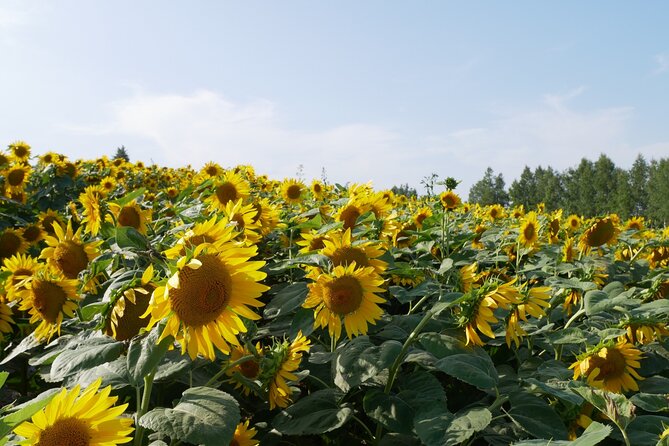 Furano Biei Tour Sapporo DEP: English Speaking Driver, No Guide - Pickup Points and Accessibility