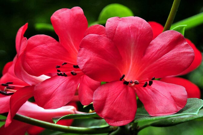 Furnas and Terra Nostra Botanic Park Guided Tour W/ Hotsprings - Group Size and Accessibility