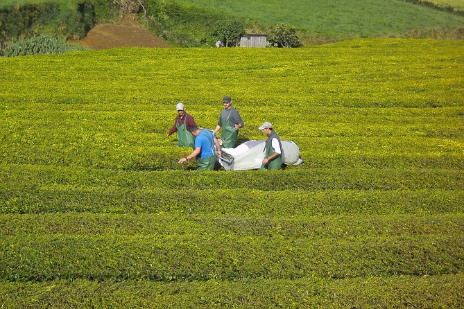 Furnas Full Day Tour | Full Day Furnas Tour (Min. 2 Persons) - Practical Tips for Travelers
