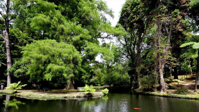 Furnas & Terra Nostra Botanic Park Tour w/Lunch + Hotsprings - Authentic Experiences and Guest Feedback