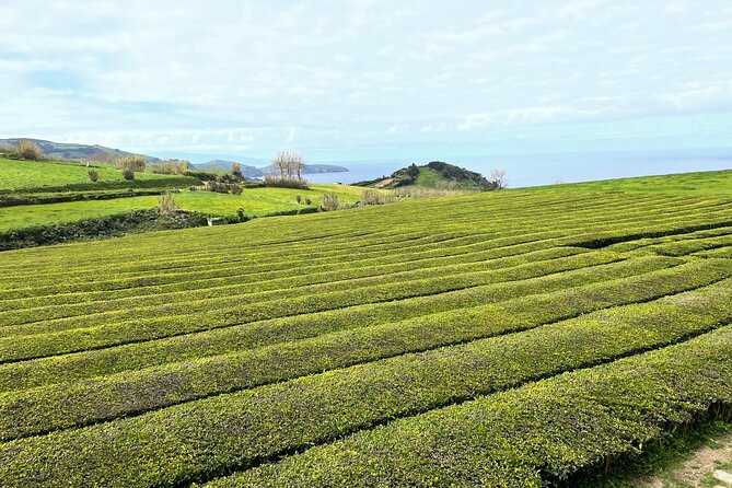 Furnas Vale, Gorreana Tea Factory Private Van Tour - An In-Depth Look at the Tour