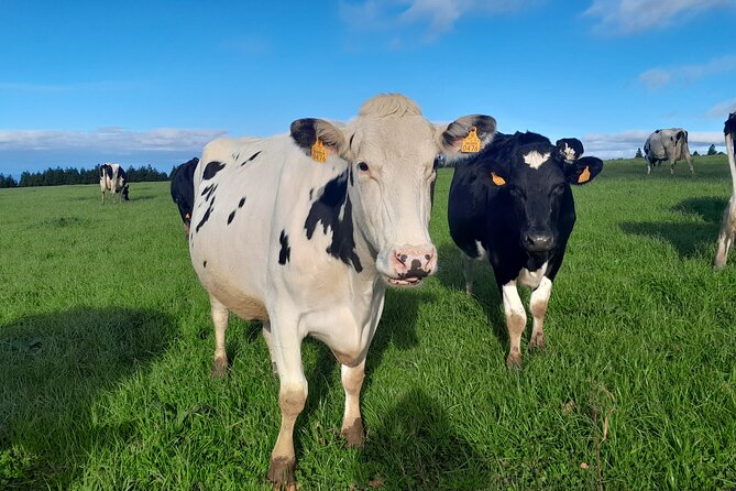 Furnas Volcano Experience: Lush Valleys & Steaming Earth - In The Sum Up