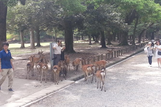Fushimi Inari & Nara Highlights Walking Tour - Exploring Fushimi Inari-taisha Shrine