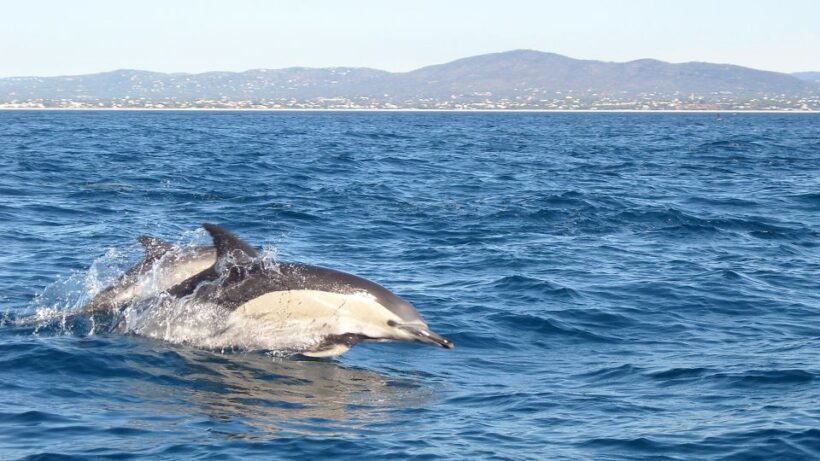Fuzeta: Dolphin Observation Tour - Why This Dolphin Tour Is Worth Considering