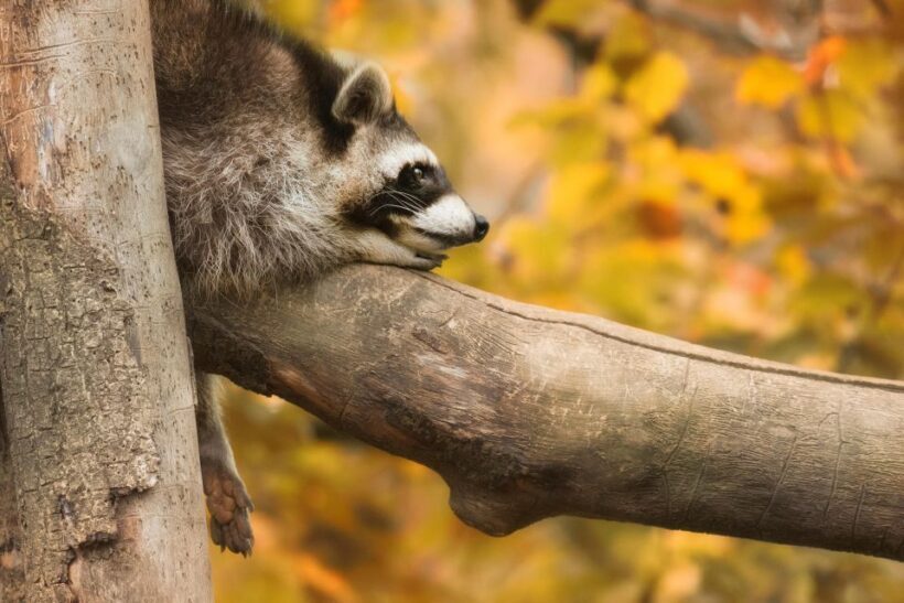 GaiaZOO Entry Ticket - Discovering GaiaZOO: A Natural Escape in Limburg