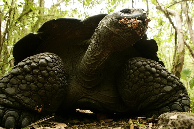 Galapagos Intensive 5 Days, Land Base (3islands) Excludes Galapagos Flight - Itinerary and Activities