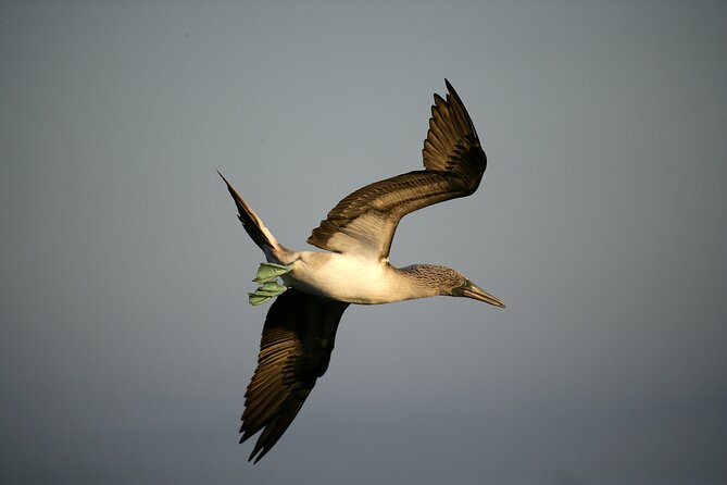 Galapagos Intensive 5 Days, Land Base (3islands) Excludes Galapagos Flight - Pickup and Communication