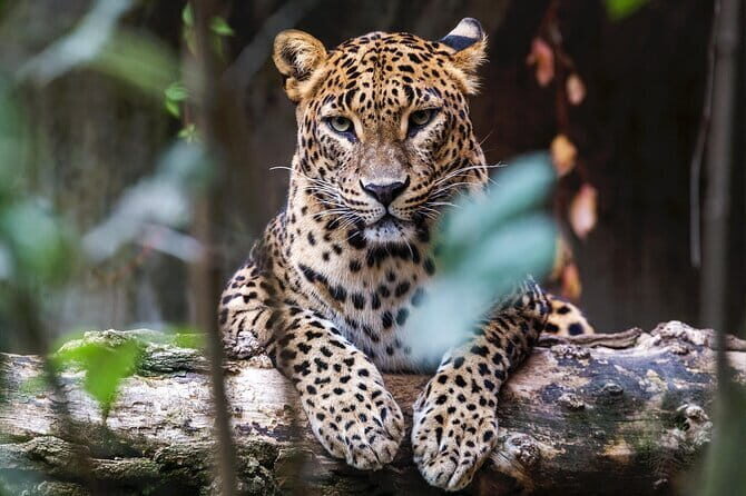 Galle ALL INCLUDED Tour from Hambantota Port (Shore excursions) - Final Thoughts