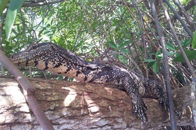 Galle & Bentota River Safari Private Tour from Beruwala Hotels - Authenticity and Practical Tips