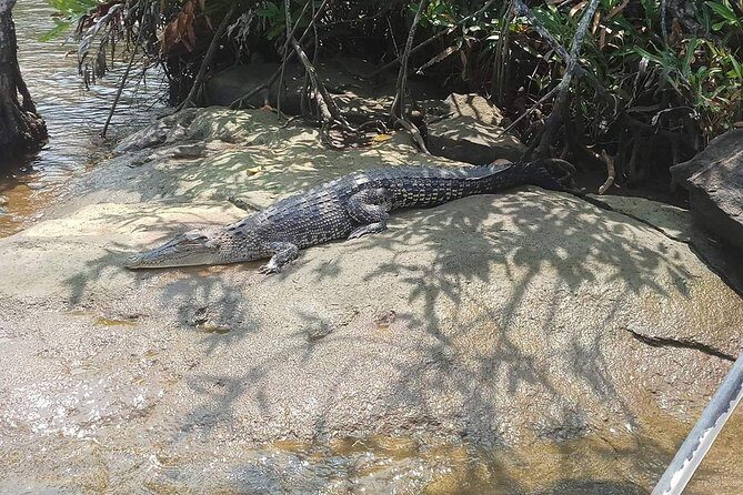 Galle & Bentota River Safari Private Tour from Beruwala Hotels - The Sum Up: Who Should Consider This Tour?