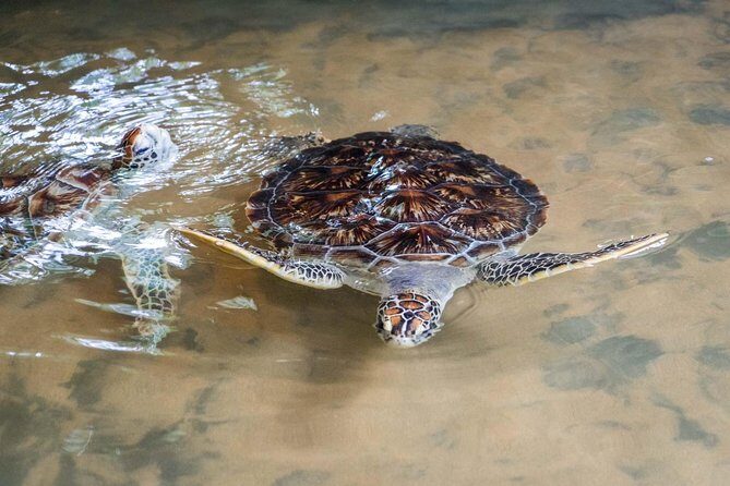 Galle & Bentota River Safari Private Tour from Beruwala Hotels - FAQ