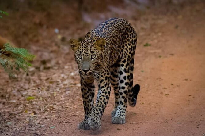 Galle city tour - Private day tour from Colombo / Negombo - FAQ