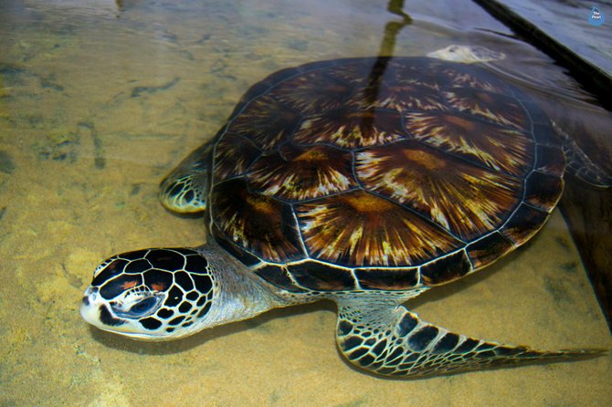 Galle Day Tour: Boat Safari, Stick Fishing & Turtles from Bentota - The Sum Up