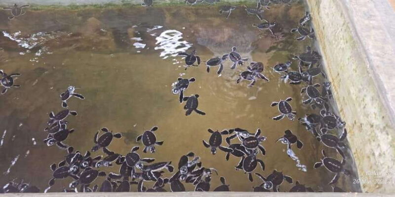 Galle Day Tour From Ahungalla/Kosgoda/Bentota/Beruwala - Who Might Want to Skip It?