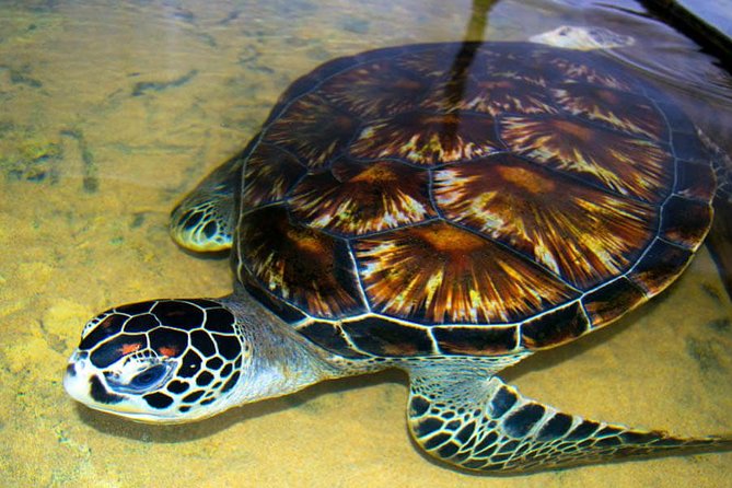 Galle Day Tour from Colombo or Negombo by Private Car , Van with Driver - Final Thoughts