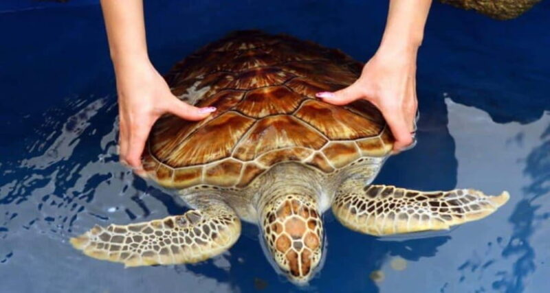 Galle Day Tour - Galle Day Tour: A Practical Look at Sri Lanka’s Coastal Treasure