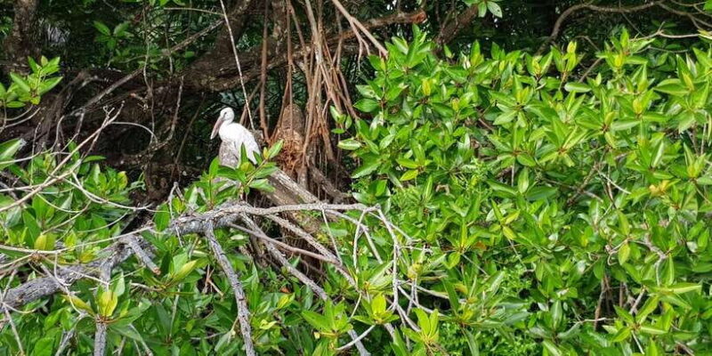 Galle Day Tour with River Safari,Sea Turtle & Tea Plantation - Practical Details