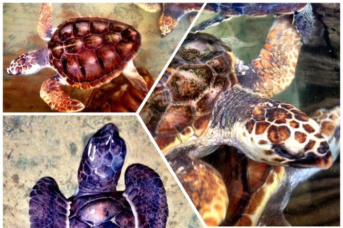 Galle Day Trip & Stilt Fishermen from Koggala - Rumassala Hill and the Japanese Peace Pagoda