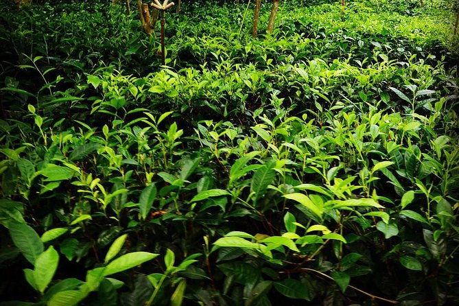 Galle Fort And Tea Factory Visit - The Art of Tea at Handunugoda Estate