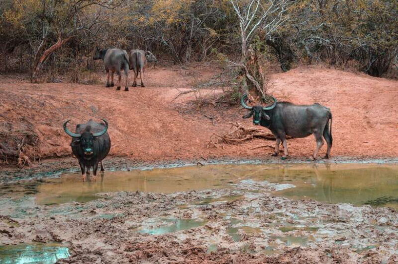 Galle/Hikkaduwa/Bentota/Kosgoda: Yala National Park Safari - FAQs About the Yala National Park Safari