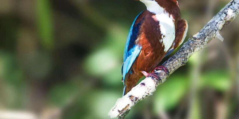 Galle/Mirissa/Hikkaduwa: Transfer to Ella & Udawalawa Safari - Authentic Experiences and Real Traveler Feedback