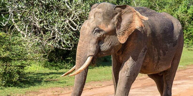 Galle/Mirissa/Hikkaduwa: Transfer to Ella & Udawalawa Safari - FAQs