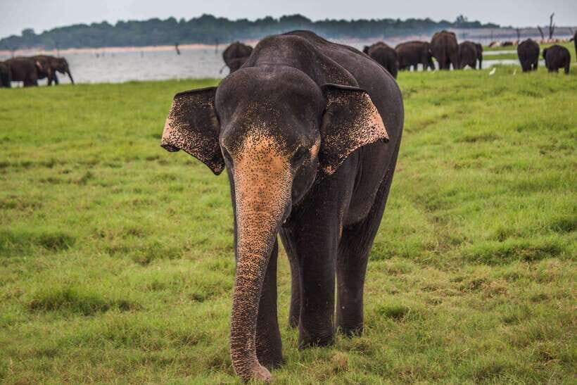 Galle/Mirissa/Hiriketiya: Drop to Ella & Udawalawa Safari - The Itinerary Breakdown: What to Expect