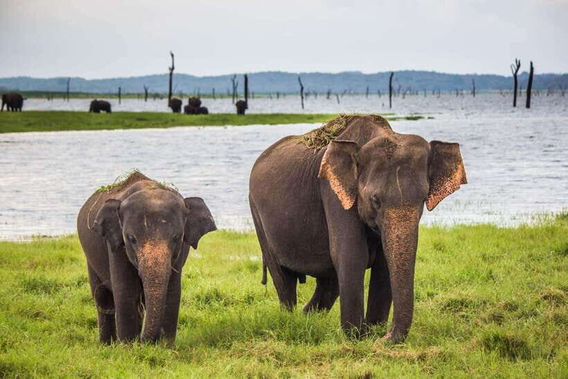 Galle/Mirissa/Hiriketiya: Drop to Ella & Udawalawa Safari - Insights from the Reviews: What Travelers Are Saying