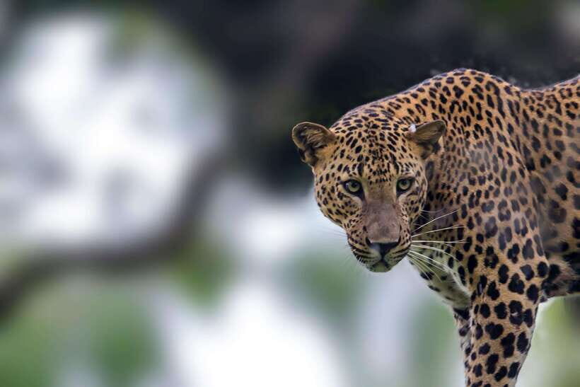 Galle/Mirissa/Tangalle: Transfer to Ella & Yala Safari - An Overview of the Journey