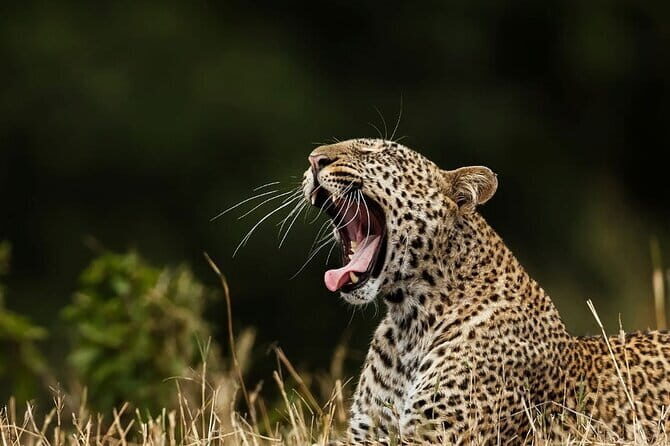 Galle/Mirissa/Tangalle: Transfer to Ella & Yala/Udawalawa Safari - Getting Started: What to Expect from the Tour