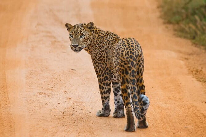 Galle/Mirissa/Tangalle: Transfer to Ella & Yala/Udawalawa Safari - The Landscape and Wildlife: Why This Trip Matters