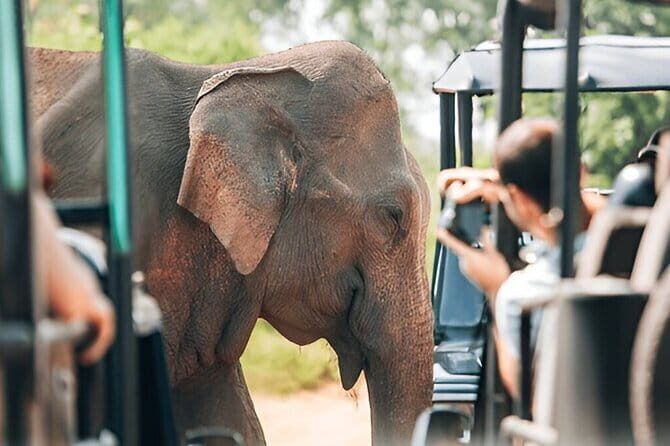 Galle/Mirissa/Tangalle: Transfer to Ella & Yala/Udawalawa Safari - Final Words