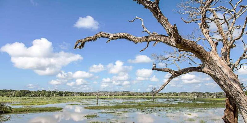 Galle/Mirissa: Yala & Udawalawe Safari Day Trip with Picnic - Authentic Encounters and Unique Highlights