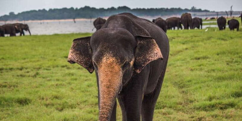 Galle/Mirissa: Yala & Udawalawe Safari Day Trip with Picnic - Who Should Consider This Tour?