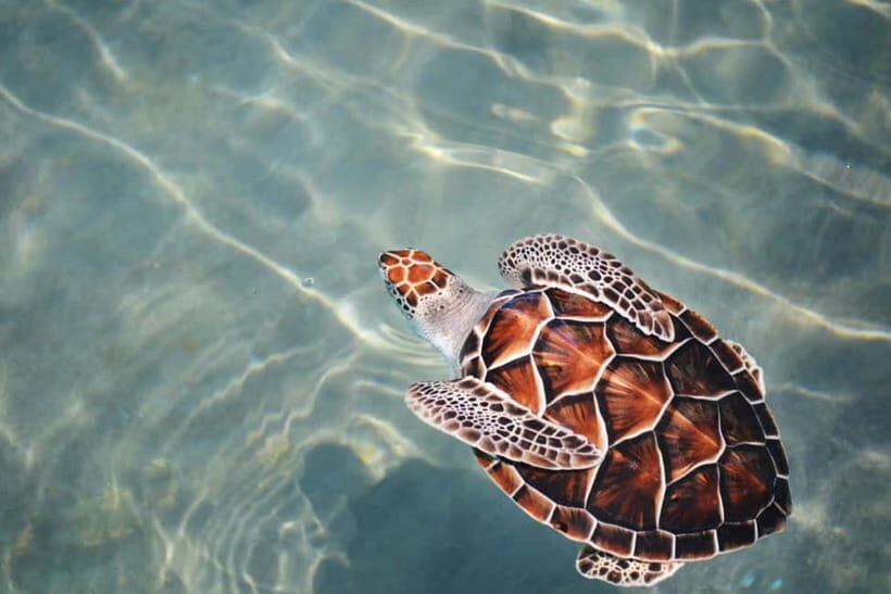 Galle Private Day Tours from: Ella/Yala/Udawalawe & More - Frequently Asked Questions