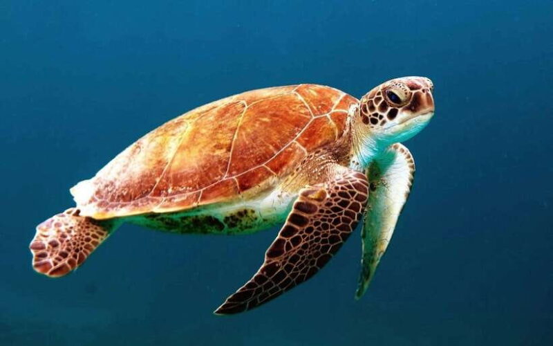 Galle Sea Turtles visit & Day Tour From: Hambantota Port - What Travelers Say