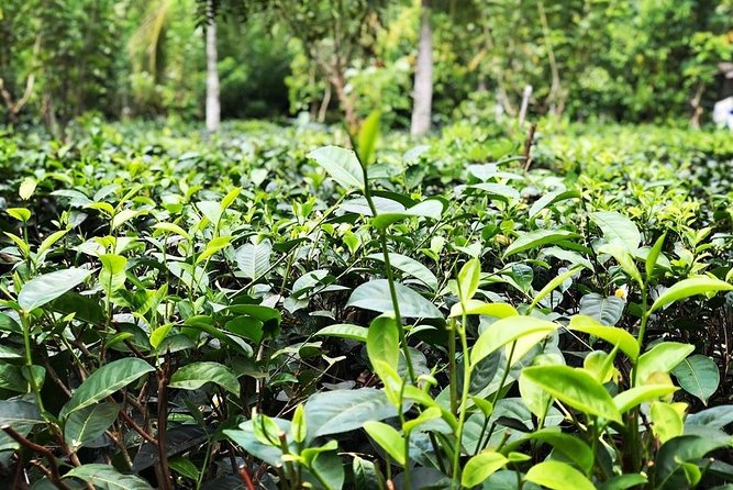 Galle sightseeing tour - Who Will Love This Experience?