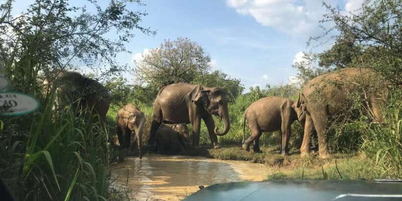 Galle to Ella Drop via Udawalawe (Optional Safari ) - Key Points