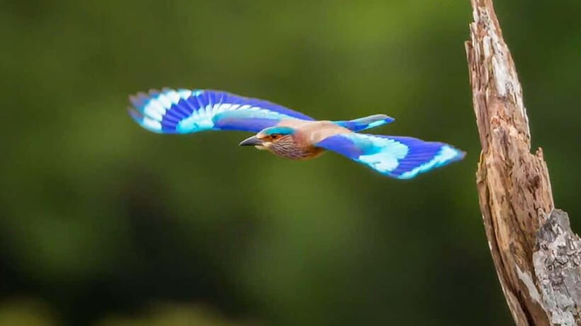 Galle to Udawalawe: Sinharaja Birdwatching Tour with Lunch - Key Points