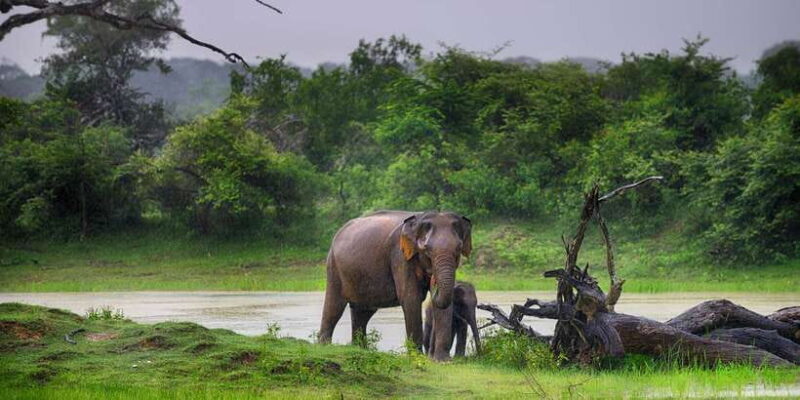 Galle/Unawatuna/Weligama/Mirissa: Yala National Park Safari - FAQs