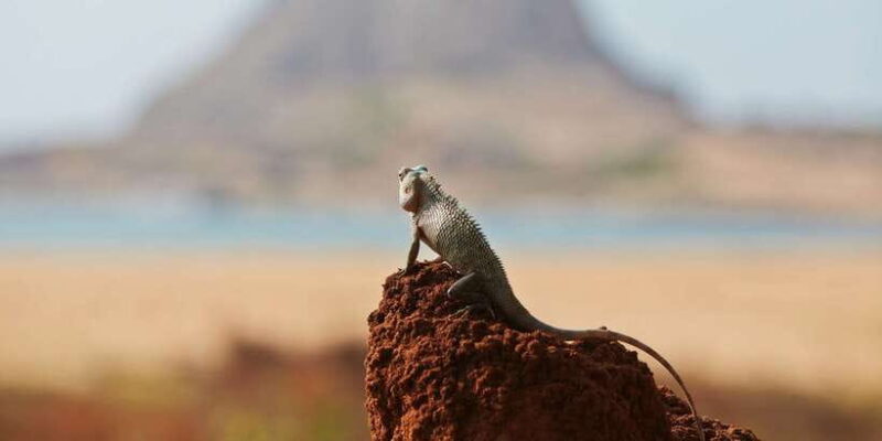 Galle/Unawatuna/Weligama/Mirissa: Yala National Park Safari - Final Thoughts