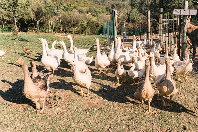 Gallura Picnic in the Farm with Animals - Authenticity and Atmosphere