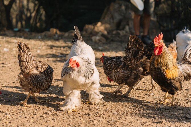 Gallura Picnic in the Farm with Animals - FAQ