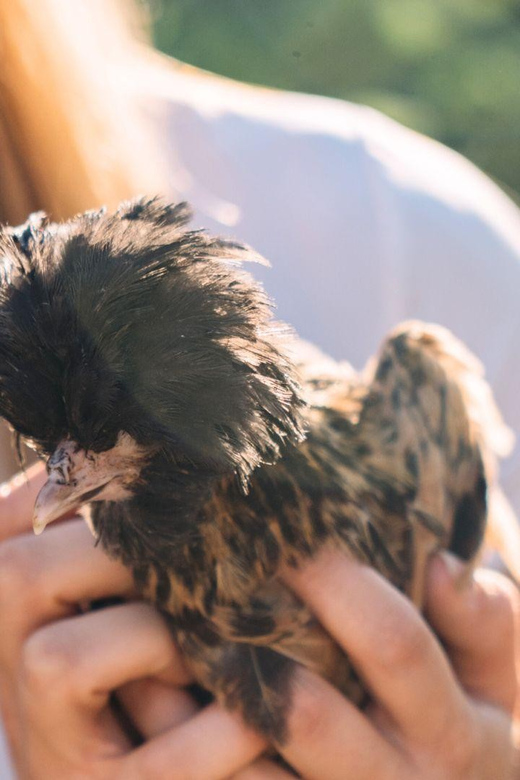 Gallura: Picnic on a Farm with Animals - FAQs