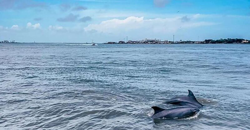 Galveston: Dolphin-Watching Cruise - FAQ