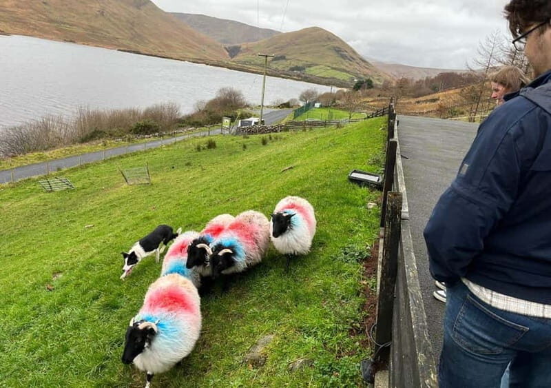 Galway: Connemara, Sheepdog Show and Medieval Castle Tour - Authenticity and Value