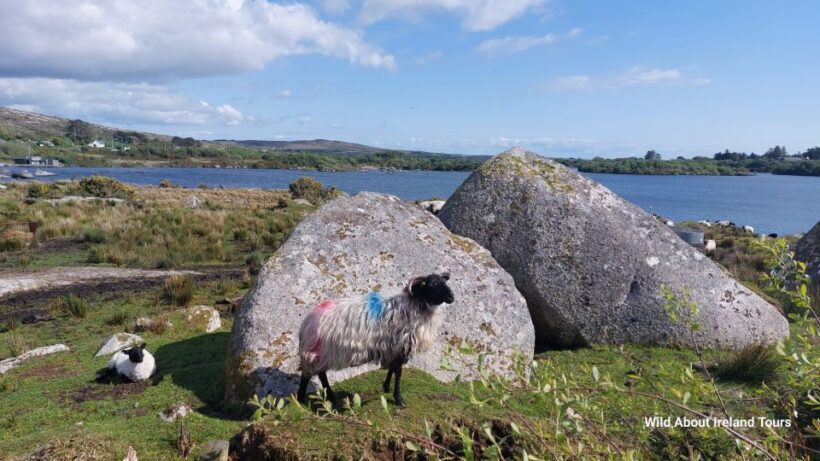 Galway: Kylemore, Sheep Farm and Connemara Private Day Tour - The Sum Up